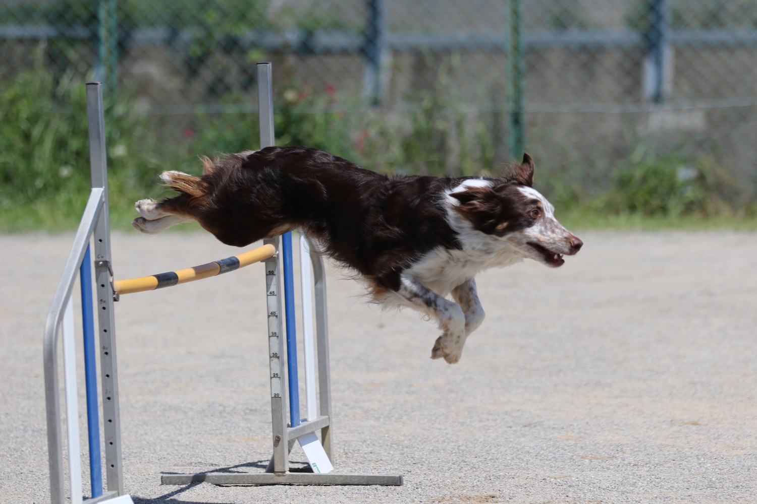 ウィル(TAC③) | 写真共有サービス 30days Album